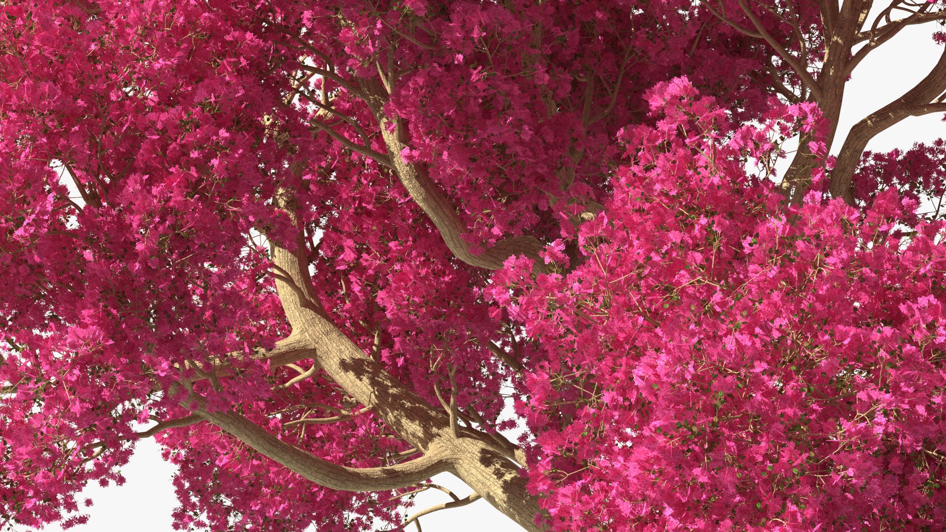 Tabebuia Avellanedae Tree 3D model - TurboSquid 1732687