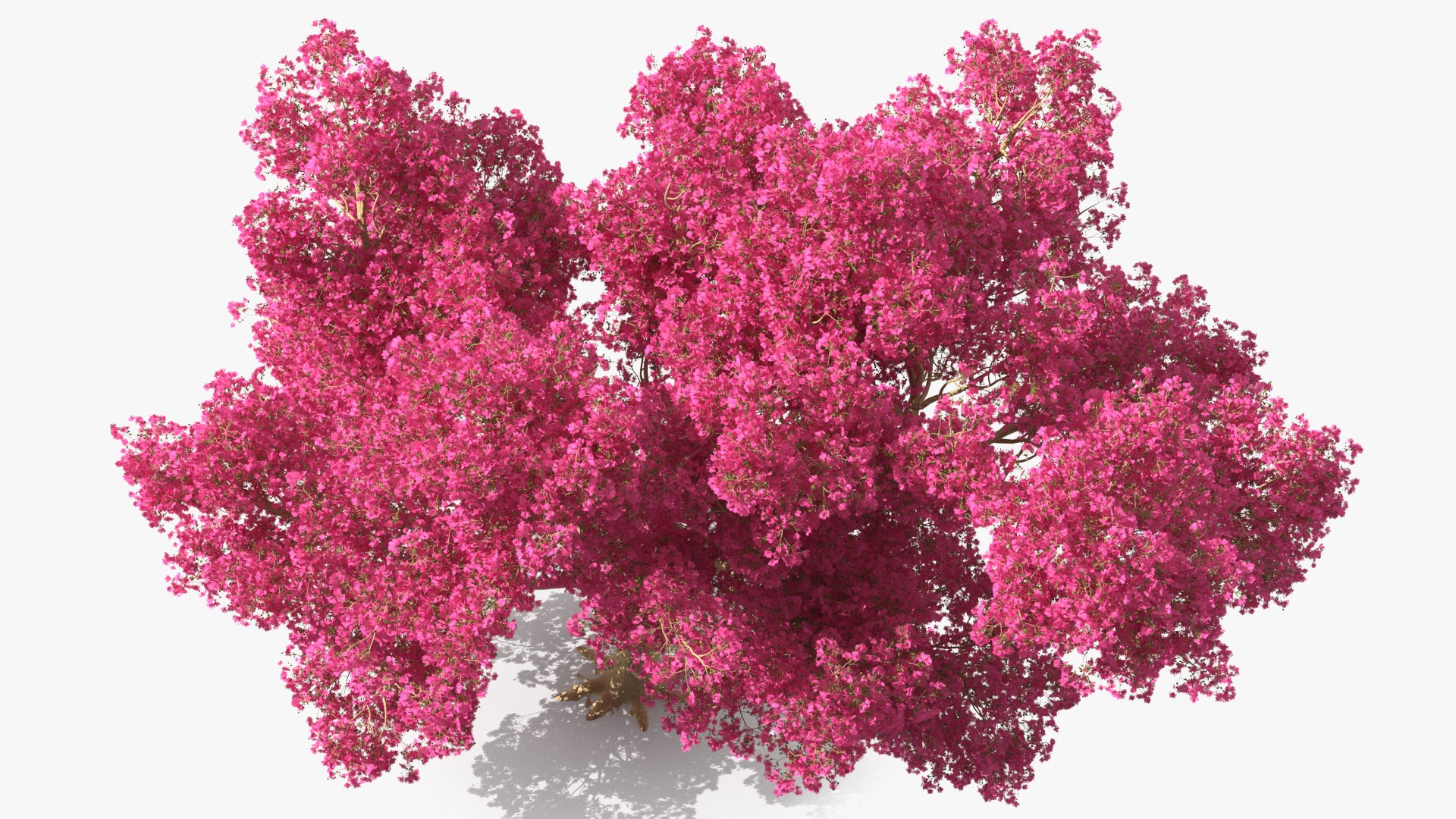 Tabebuia Avellanedae Tree 3D model - TurboSquid 1732687