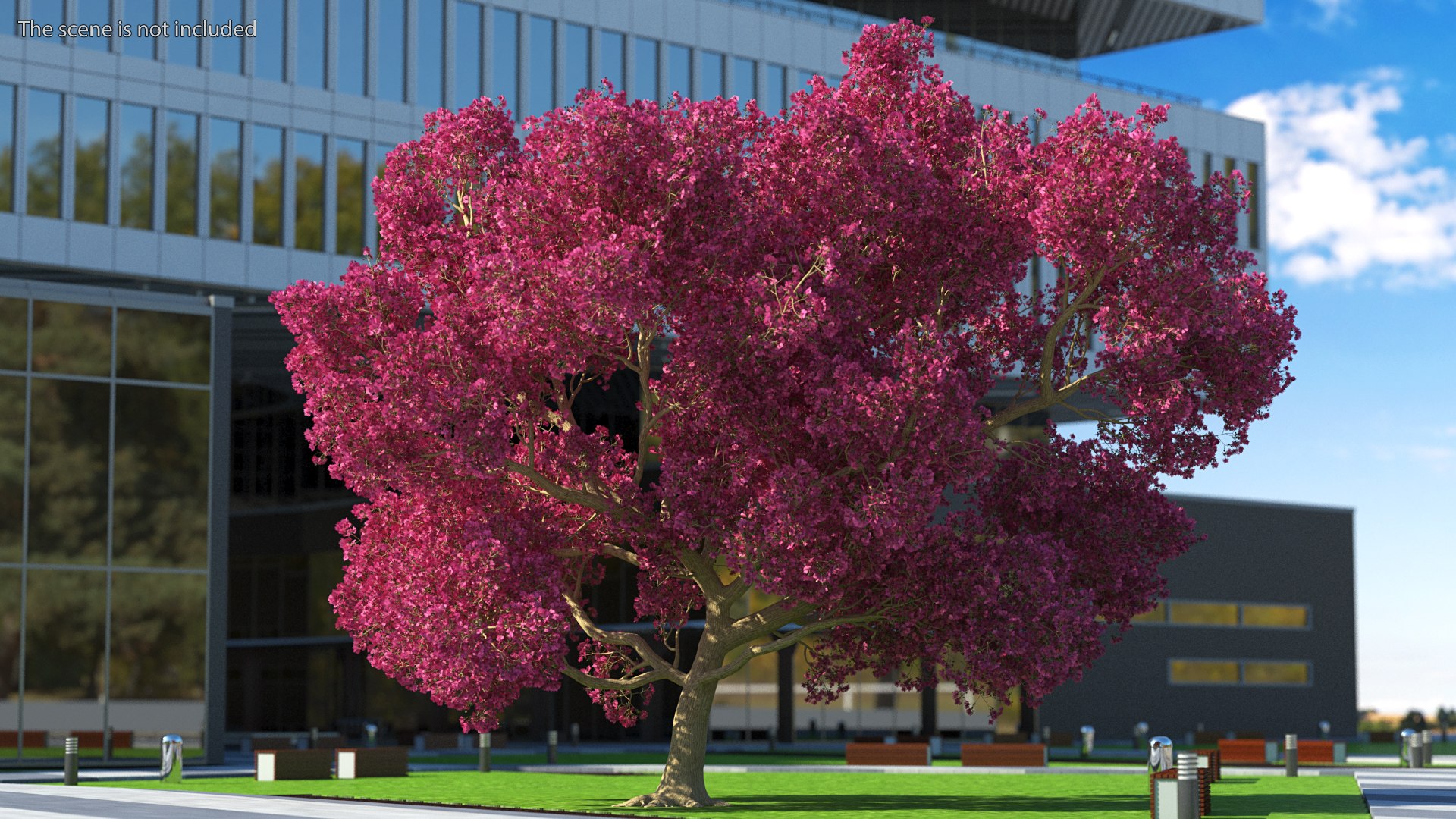 Tabebuia Avellanedae Tree 3D Model - TurboSquid 1732687