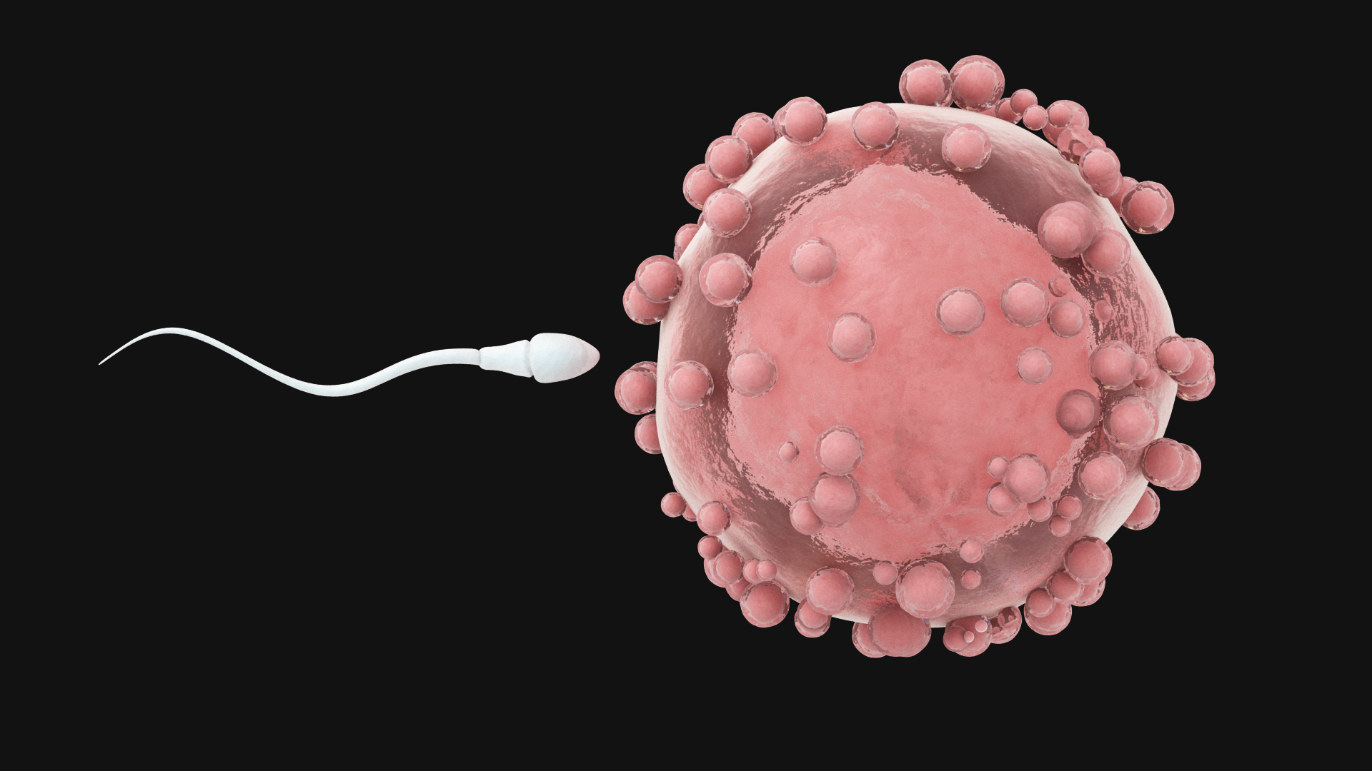 3D Sperm and Ovum Cell - TurboSquid 1757470