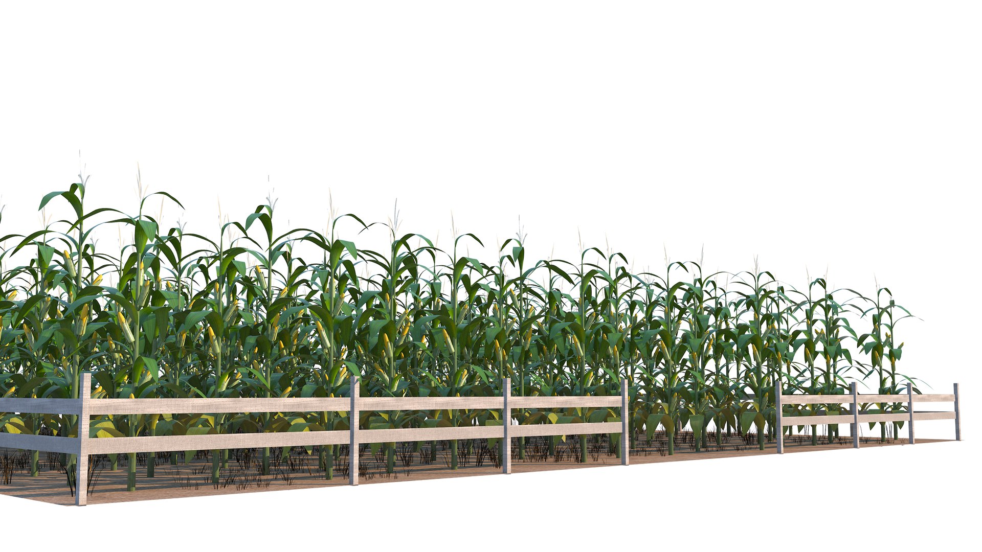 Corn Field 3D Model - TurboSquid 1935227