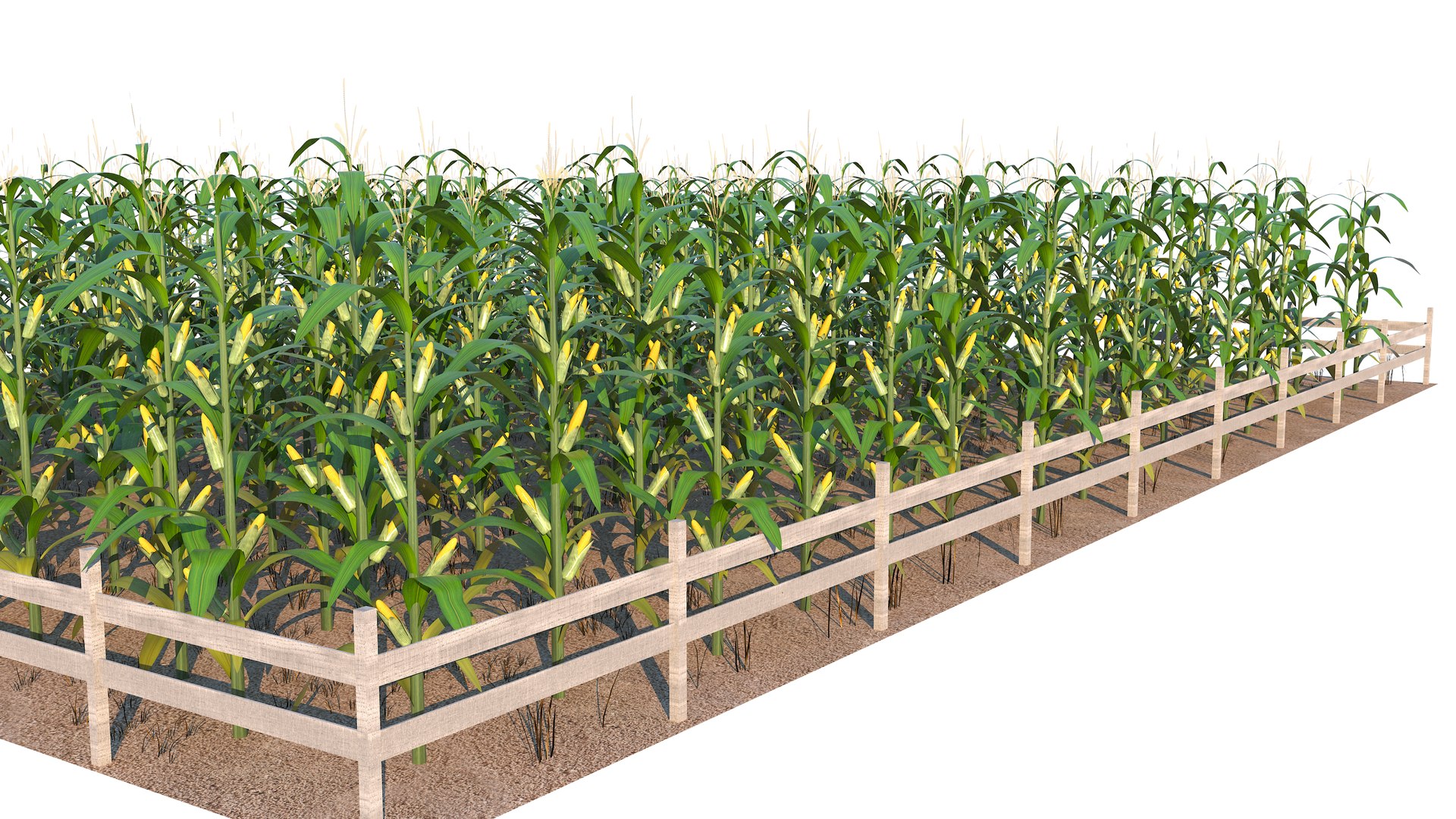 Corn Field 3D Model - TurboSquid 1935227