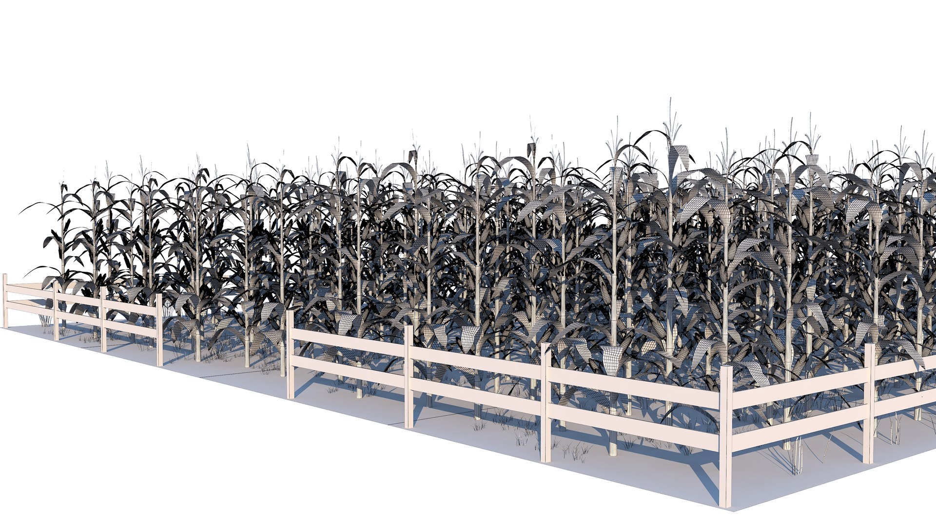 Corn Field 3D Model - TurboSquid 1935227