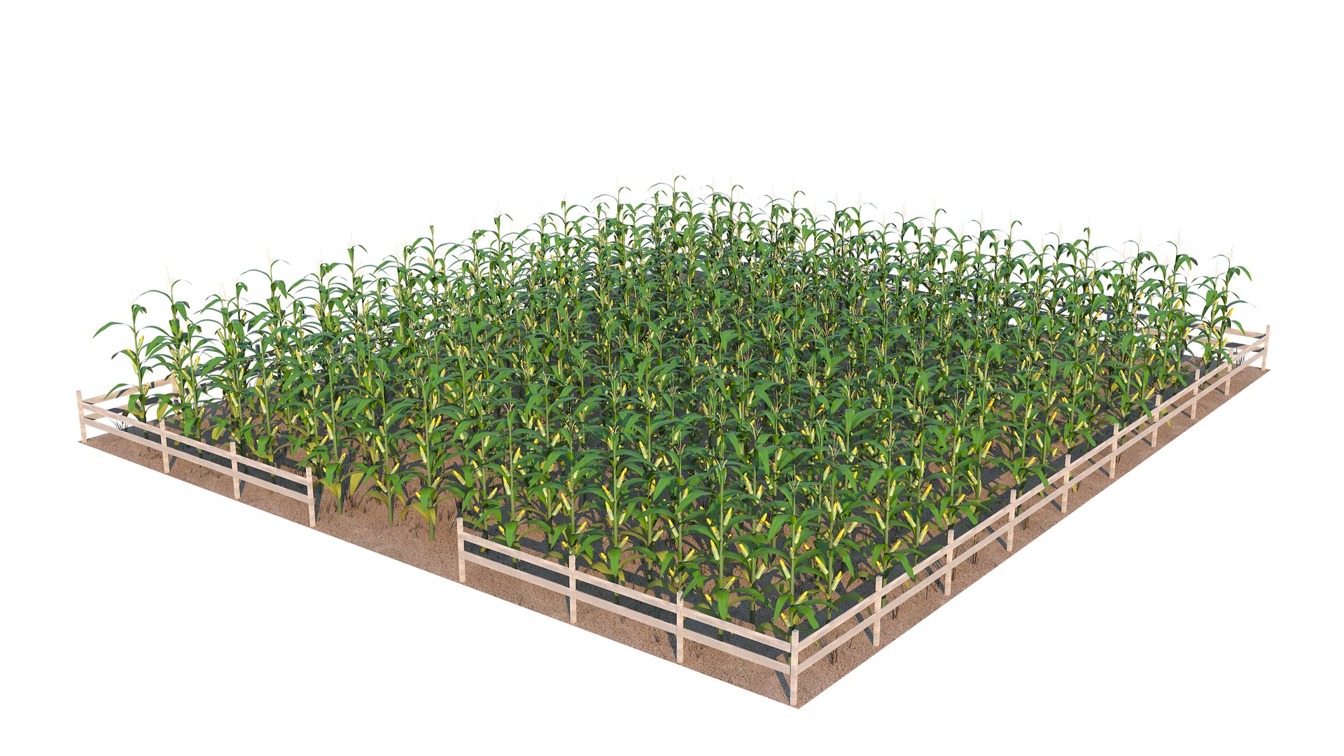 Corn Field 3D Model - TurboSquid 1935227