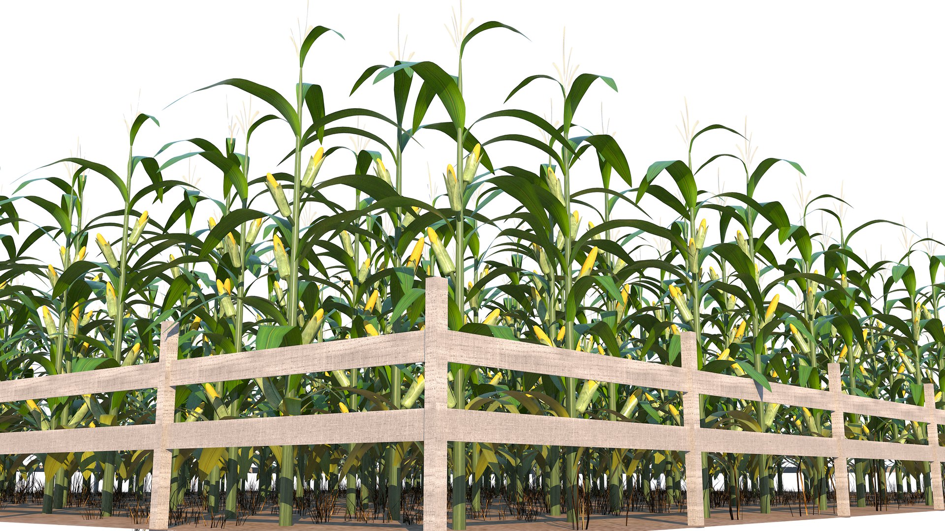 Corn Field 3D Model - TurboSquid 1935227