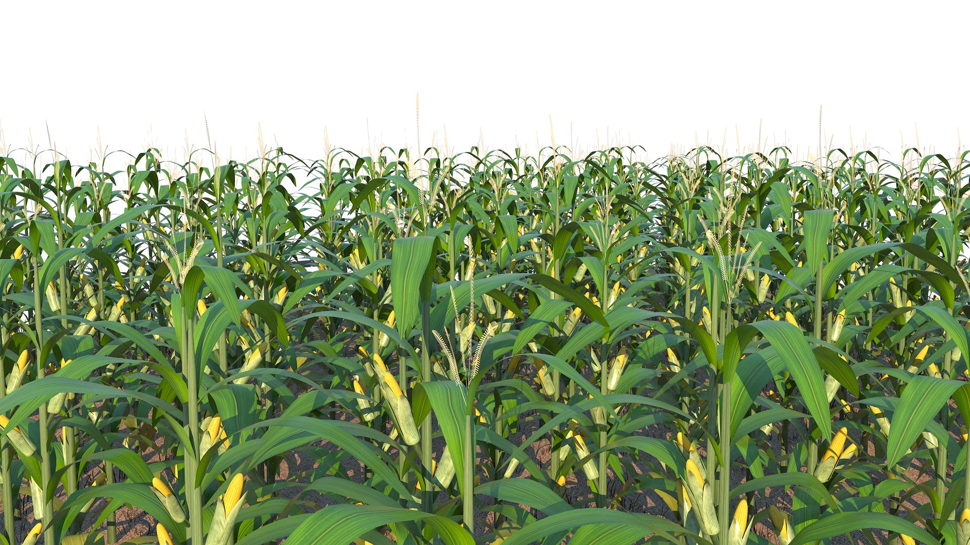 Corn Field 3D Model - TurboSquid 1935227