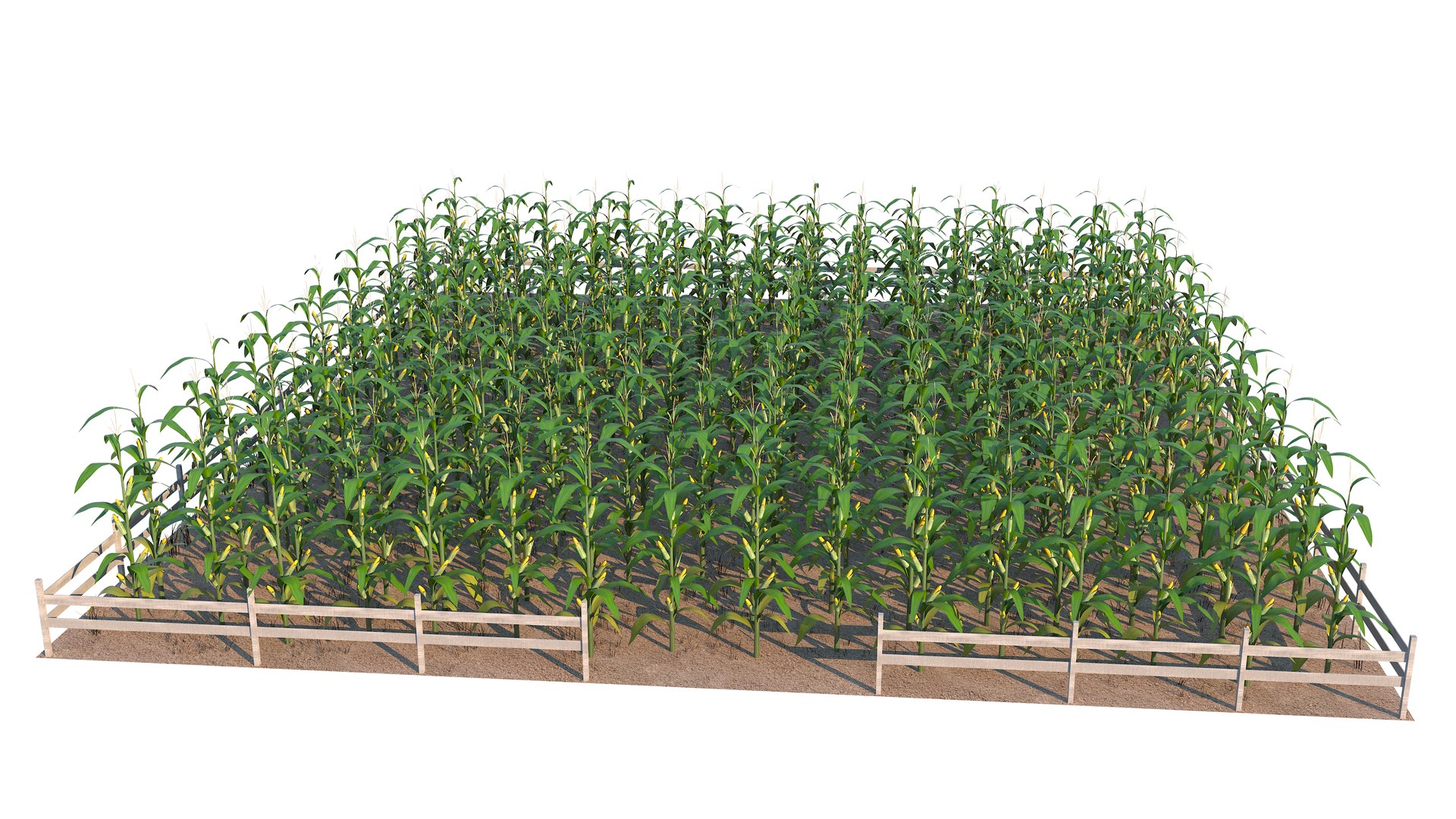 Corn Field 3D Model - TurboSquid 1935227