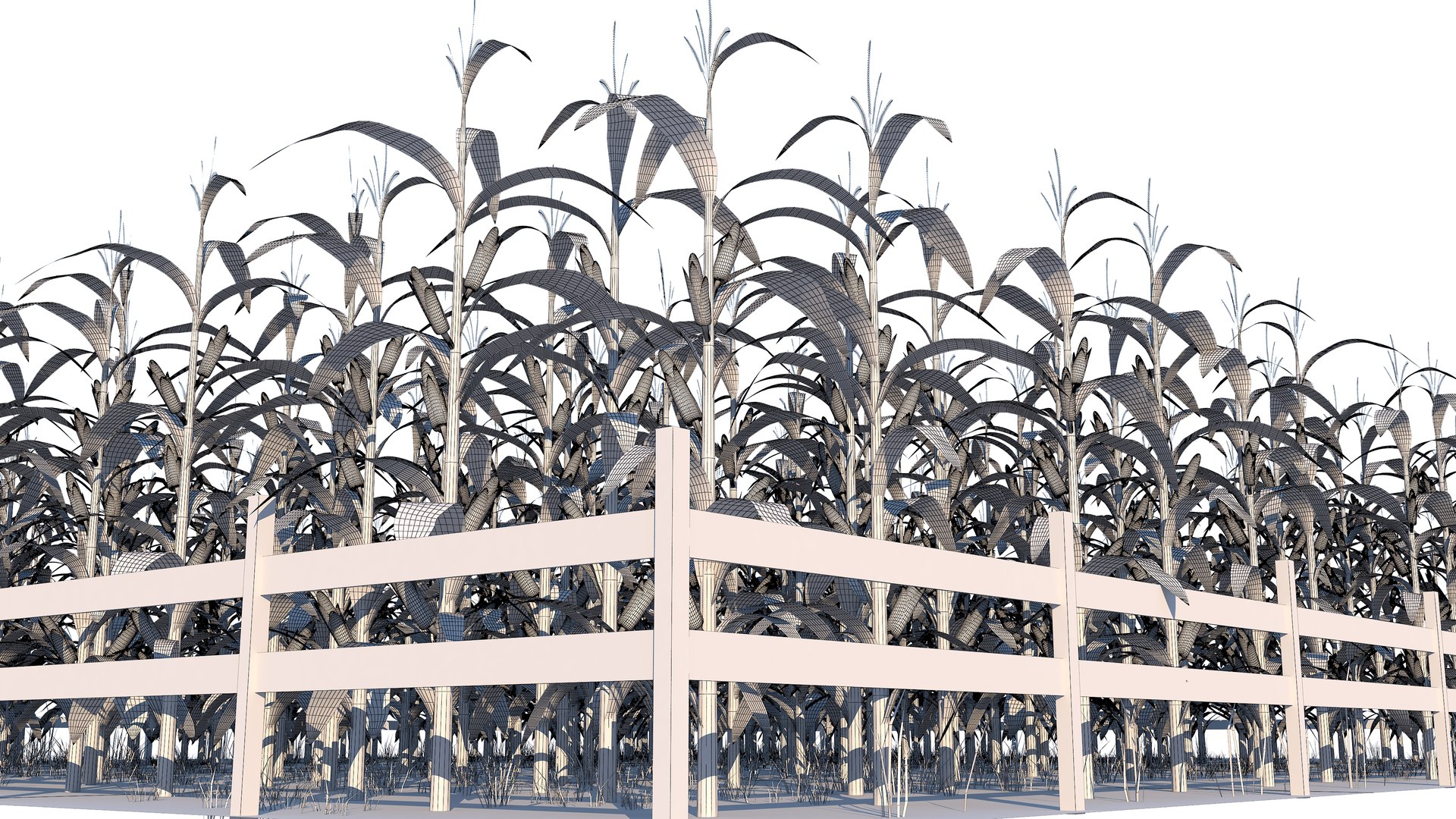 Corn Field 3D Model - TurboSquid 1935227