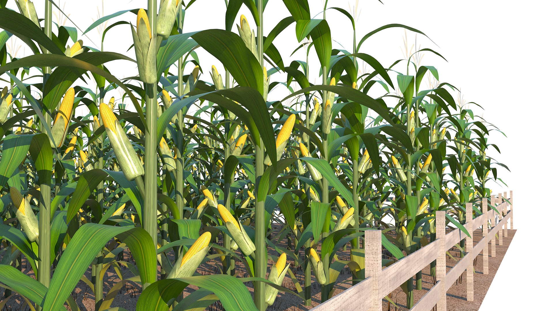 Corn Field 3D Model - TurboSquid 1935227