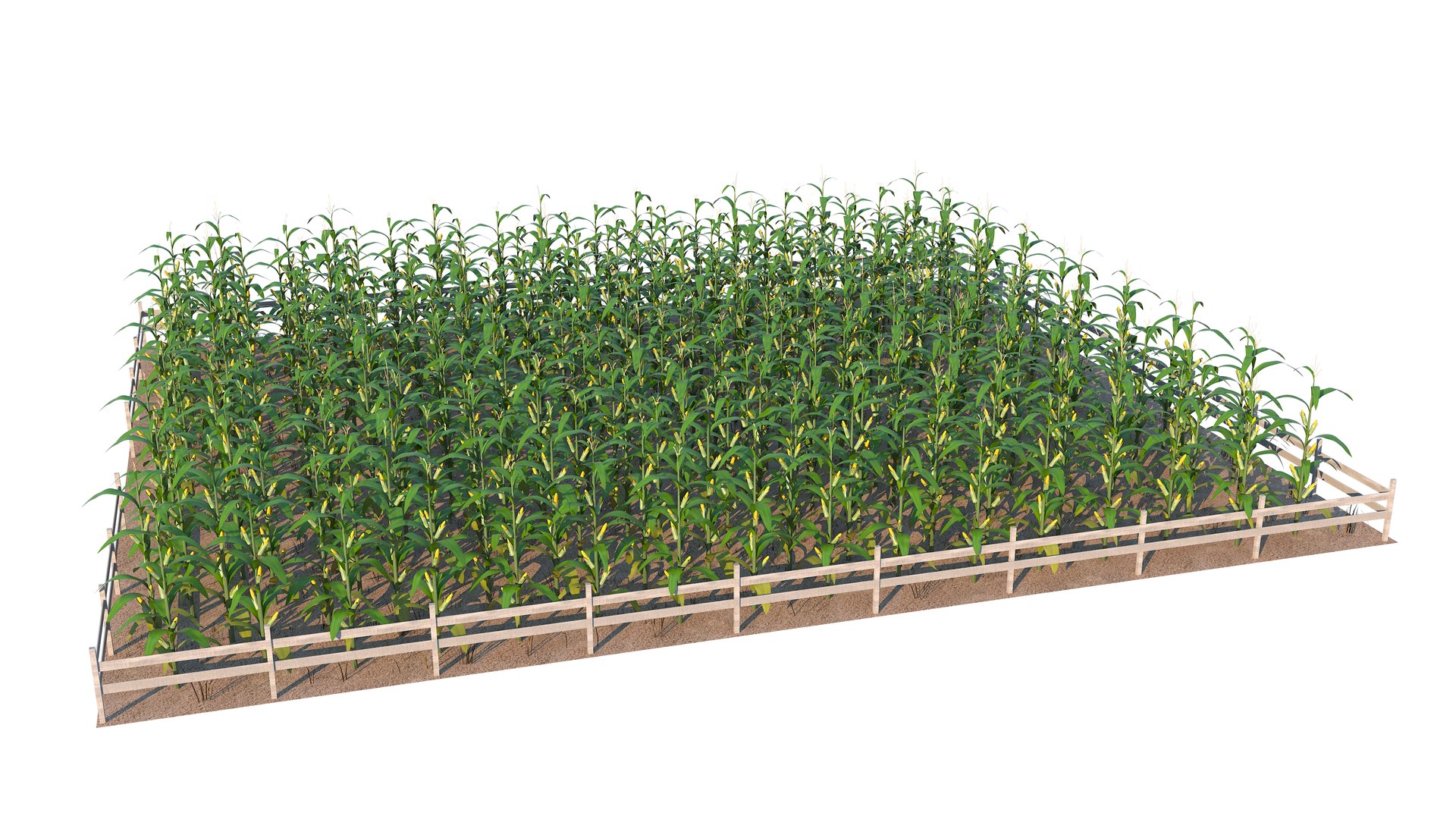 Corn Field 3D Model - TurboSquid 1935227