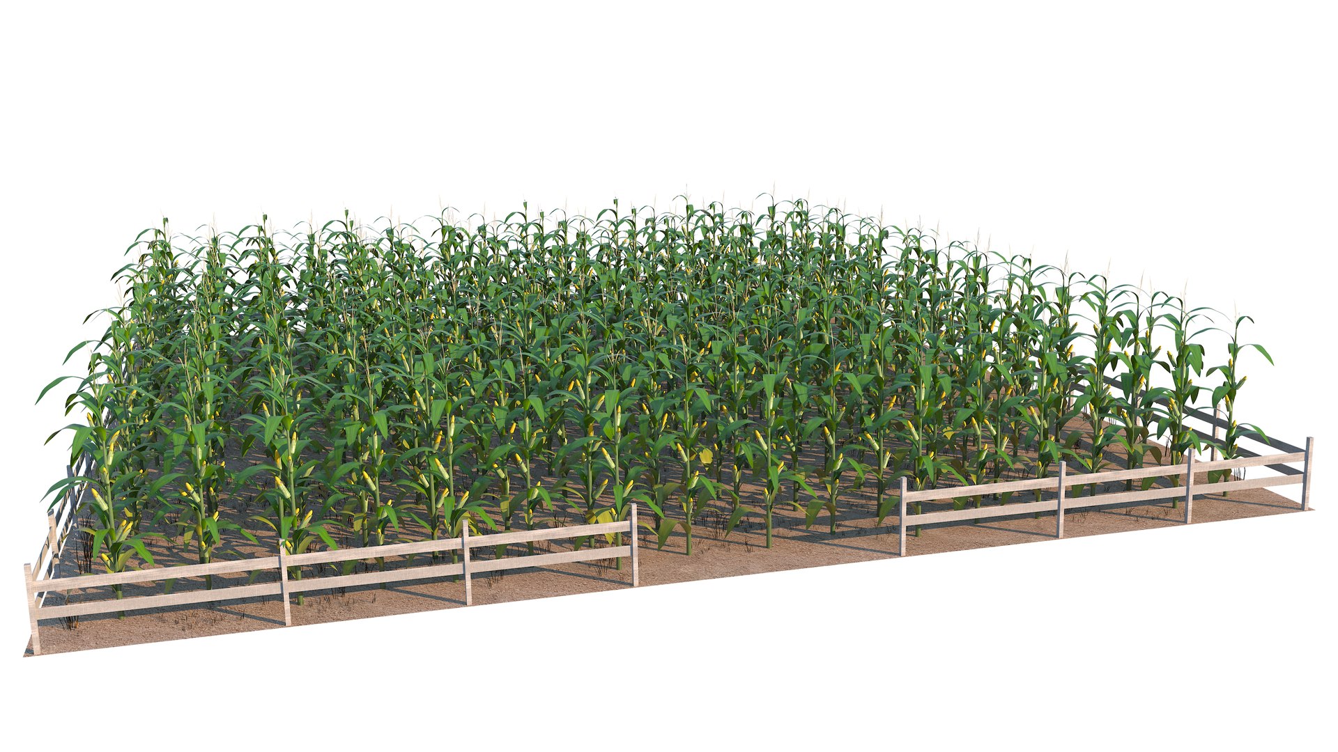 Corn Field 3D Model - TurboSquid 1935227
