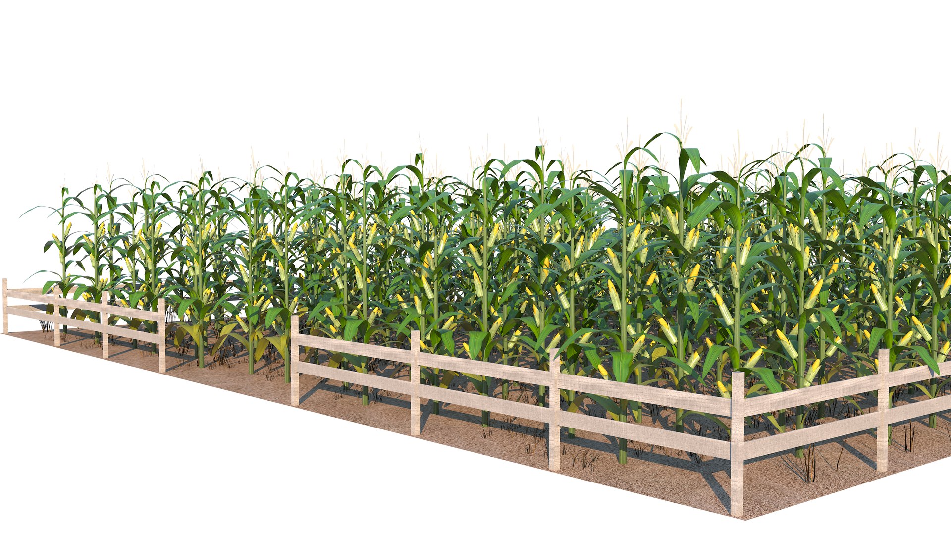 Corn Field 3D Model - TurboSquid 1935227
