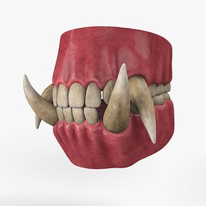 3D Animal-Teeth Models | TurboSquid