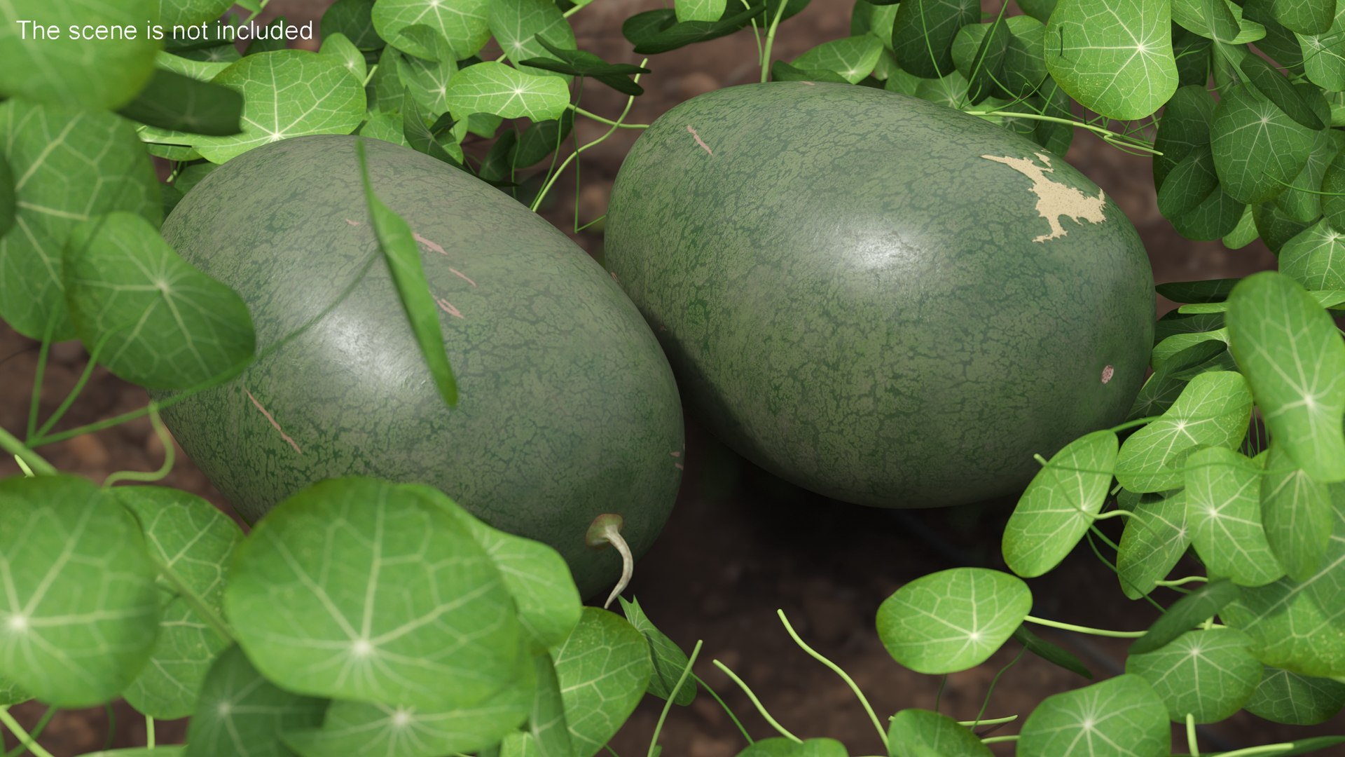 3D Watermelons Collection 2 - TurboSquid 2165502