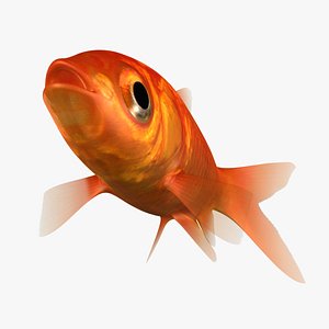 Goldfish 3D Models for Download | TurboSquid