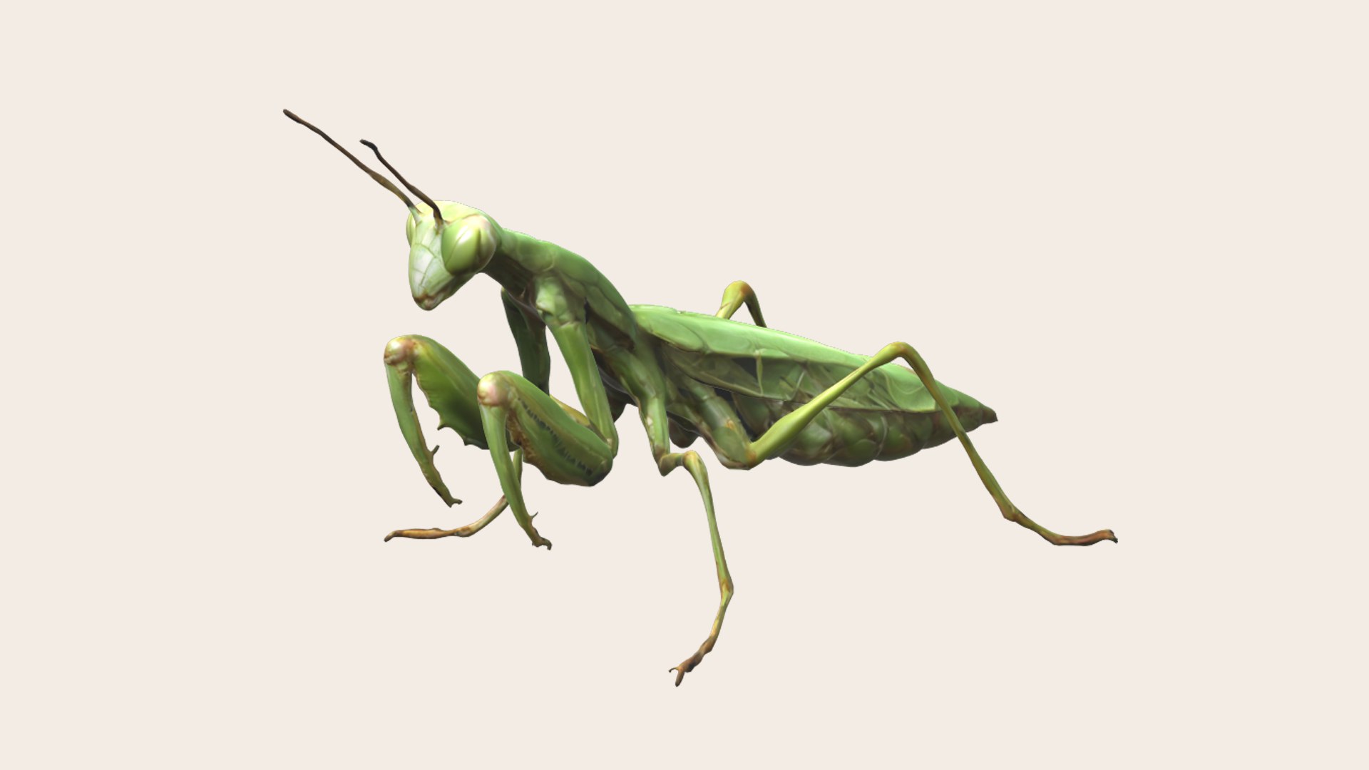 Praying Mantis 3D Model - TurboSquid 2323821