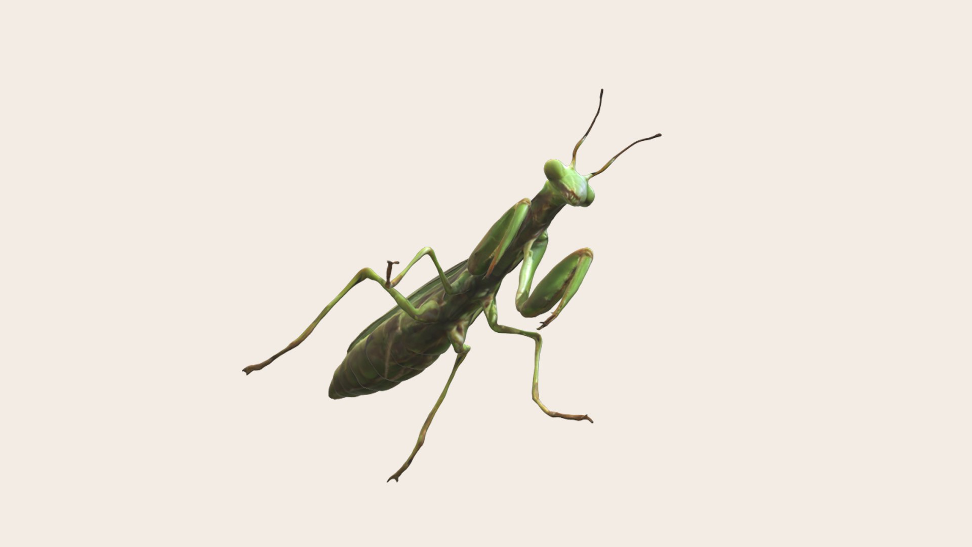 Praying Mantis 3D Model - TurboSquid 2323821