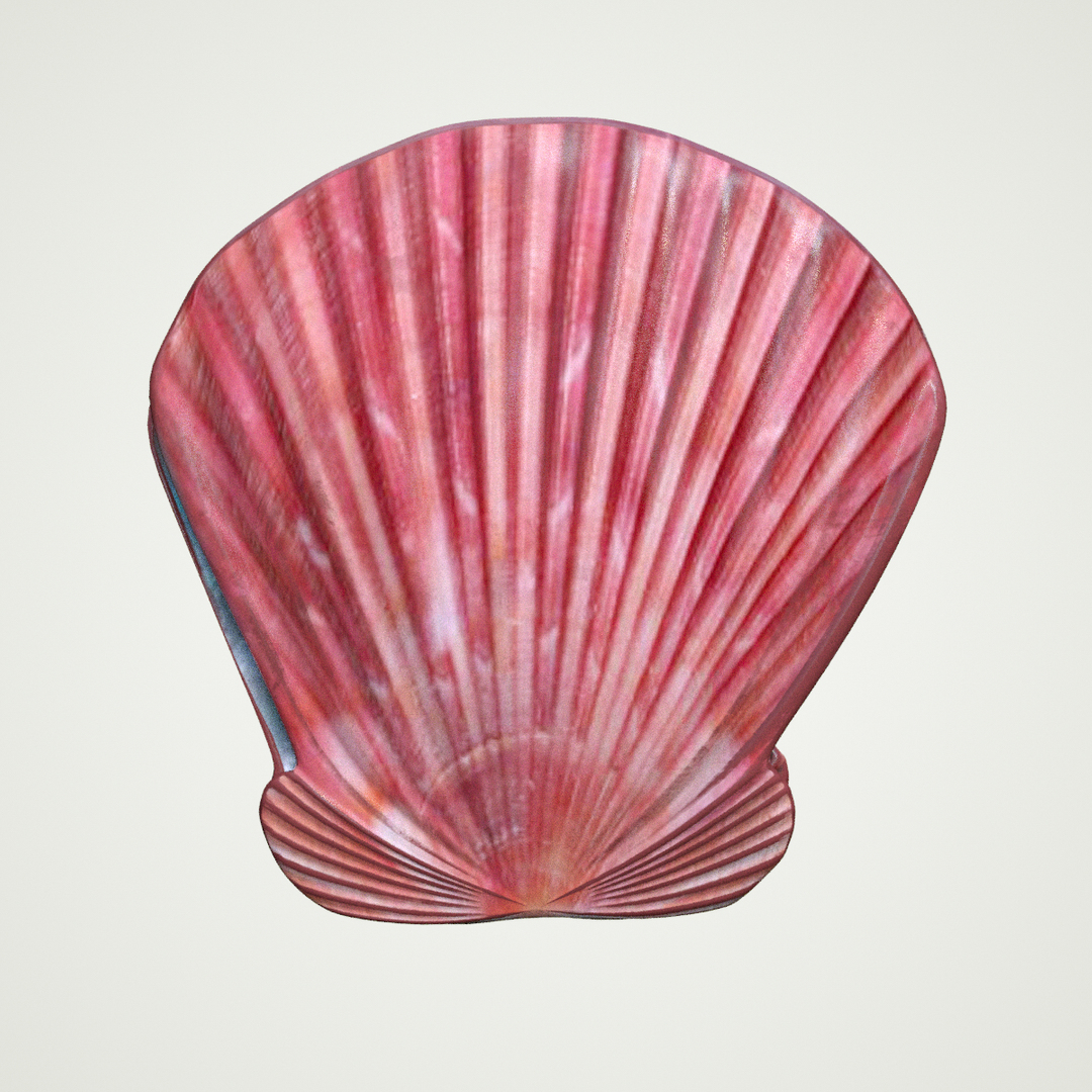 Sea Shell Scallop Pecten 3D Model - TurboSquid 1413871
