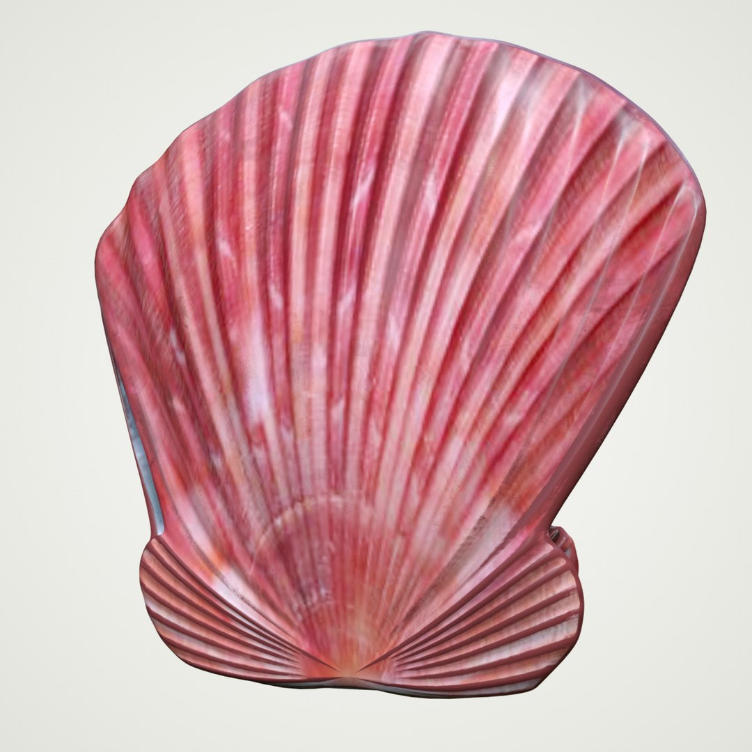 Sea Shell Scallop Pecten 3D Model - TurboSquid 1413871