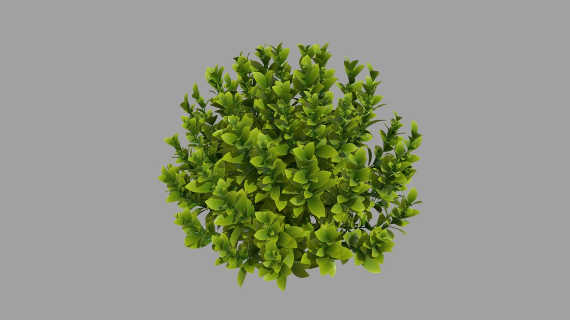3D Plant Bush Model - TurboSquid 1396800