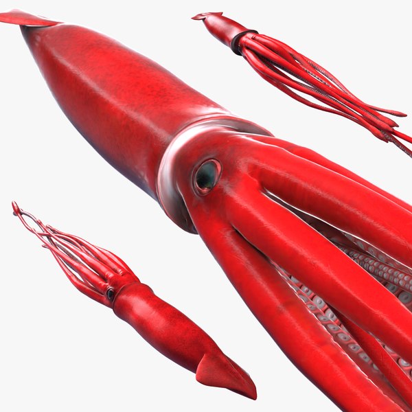3D Squid Models | TurboSquid