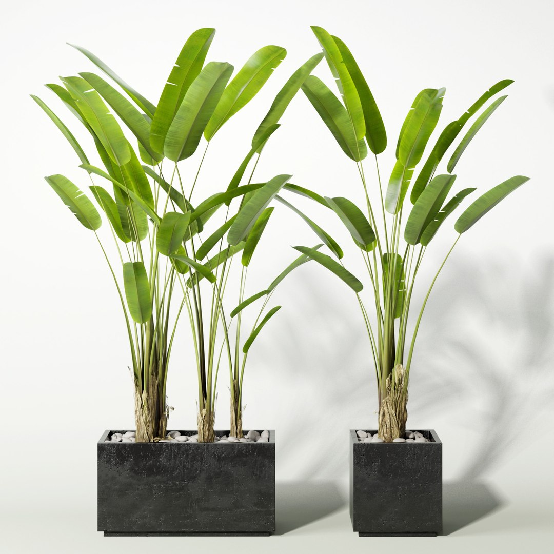 3d Palm Model