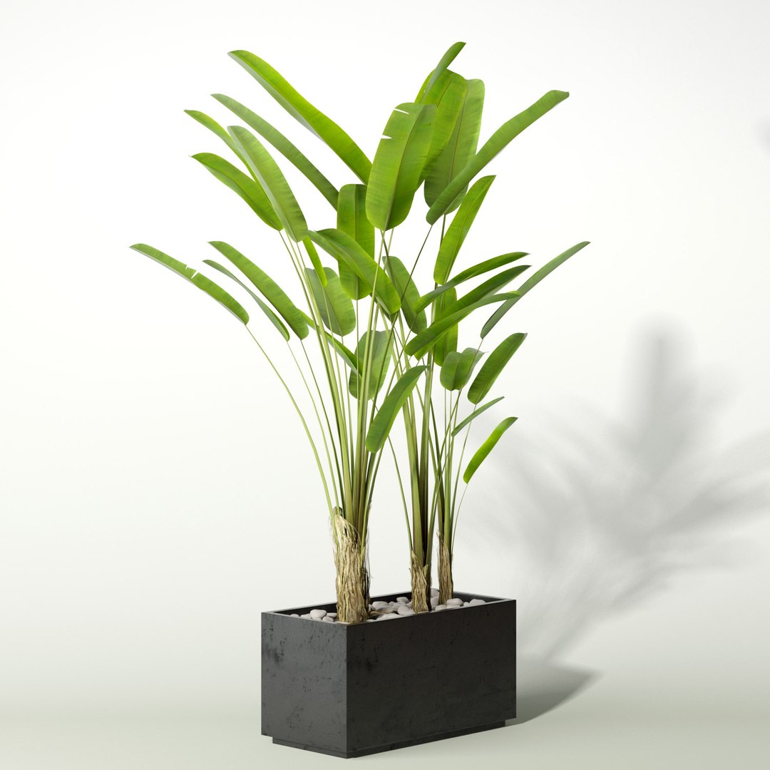 3d Palm Model