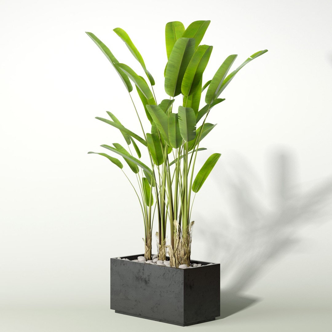 3d Palm Model