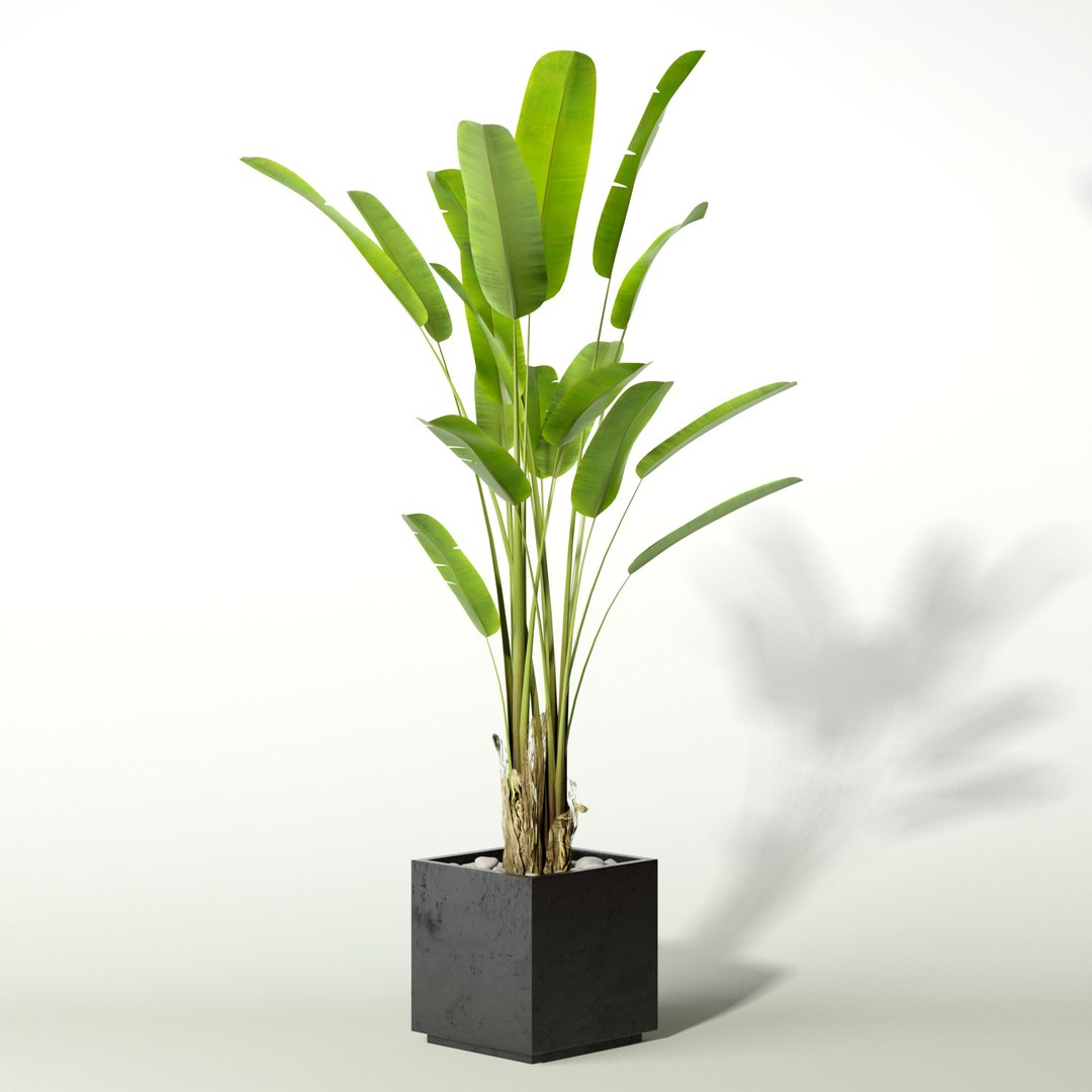 3d Palm Model
