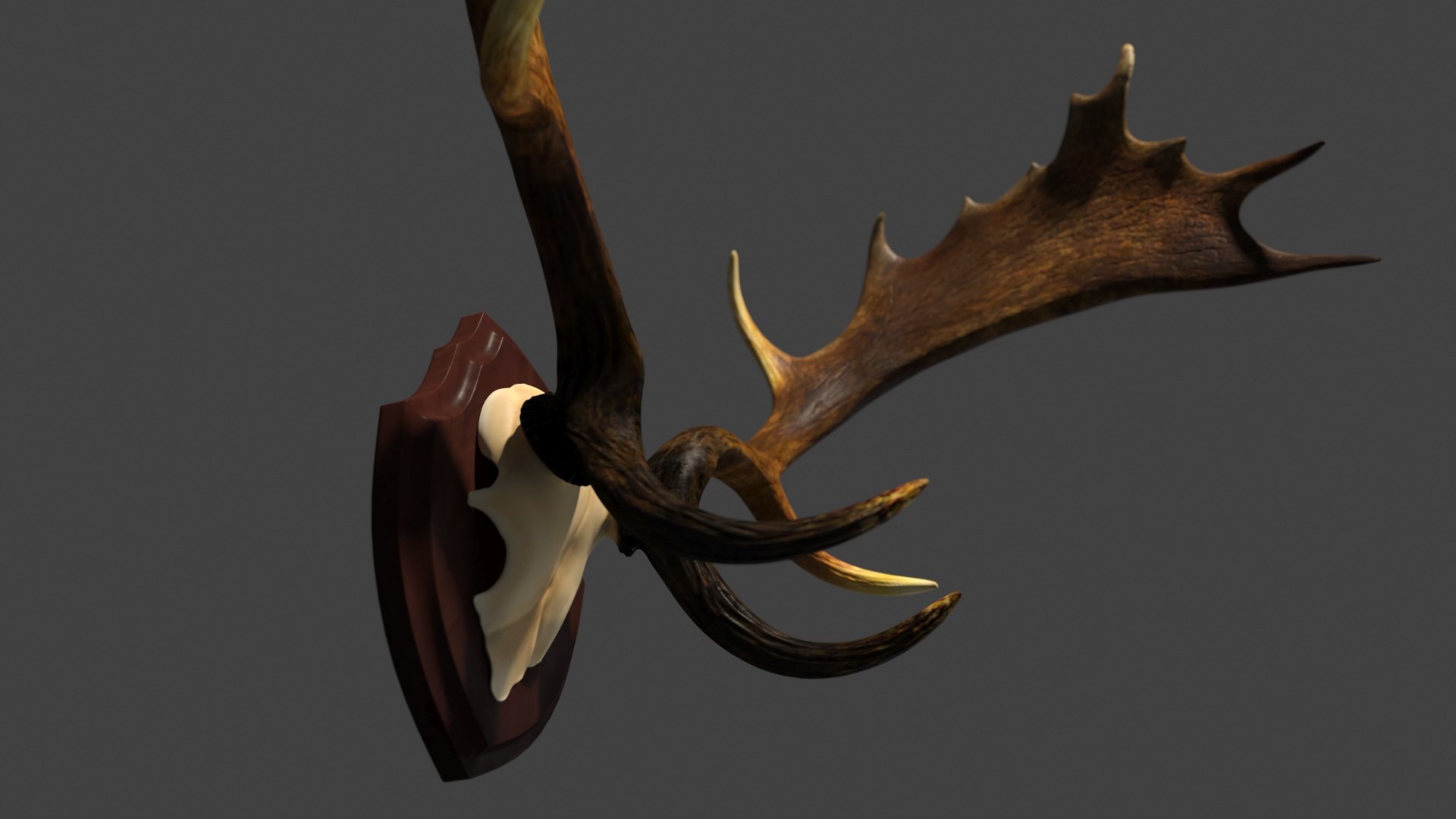 Mounted Fallow Deer Antlers 3D Model - TurboSquid 1911778
