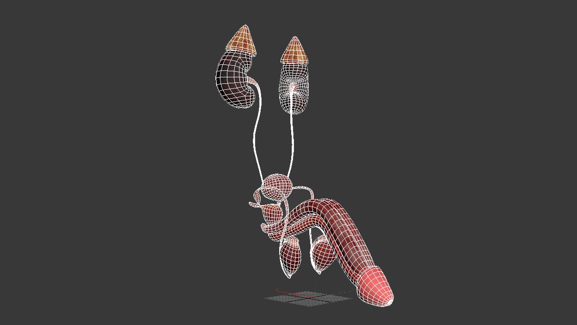 3D Male reproductive system model - TurboSquid 1830692