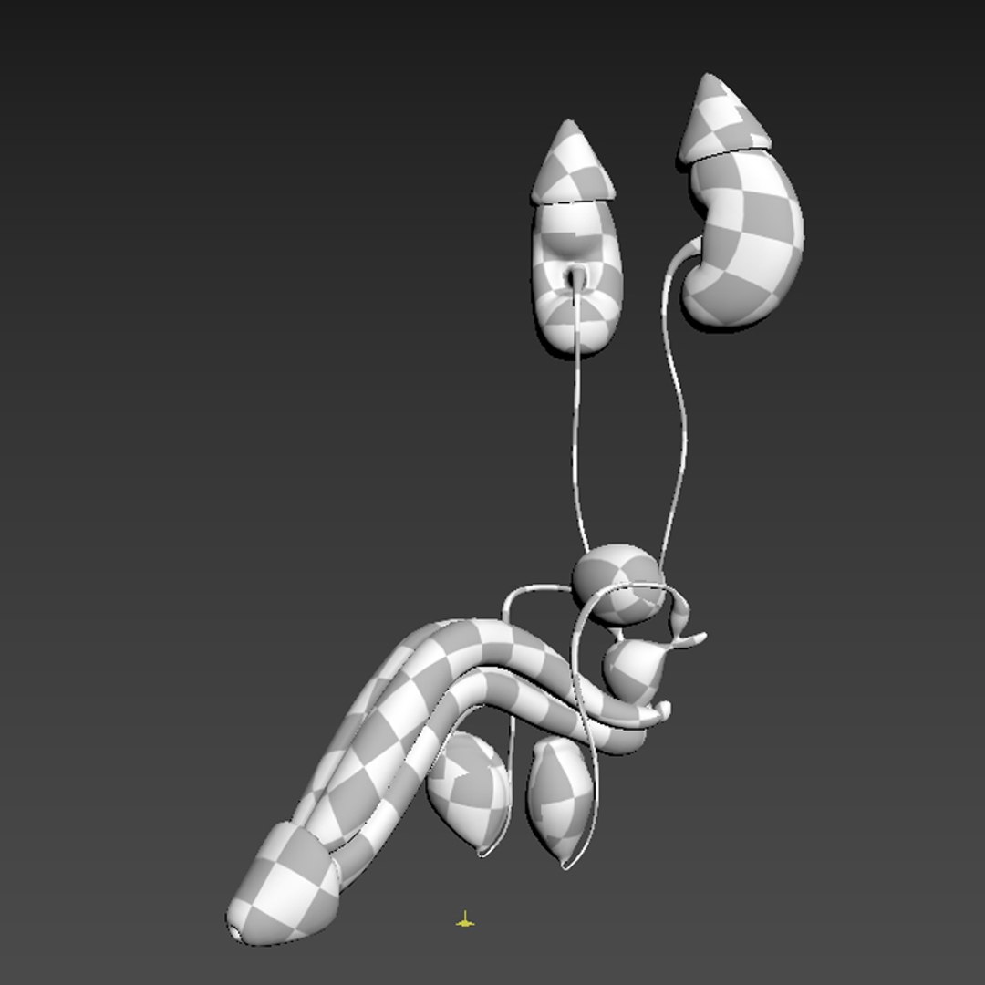 3D Male reproductive system model - TurboSquid 1830692
