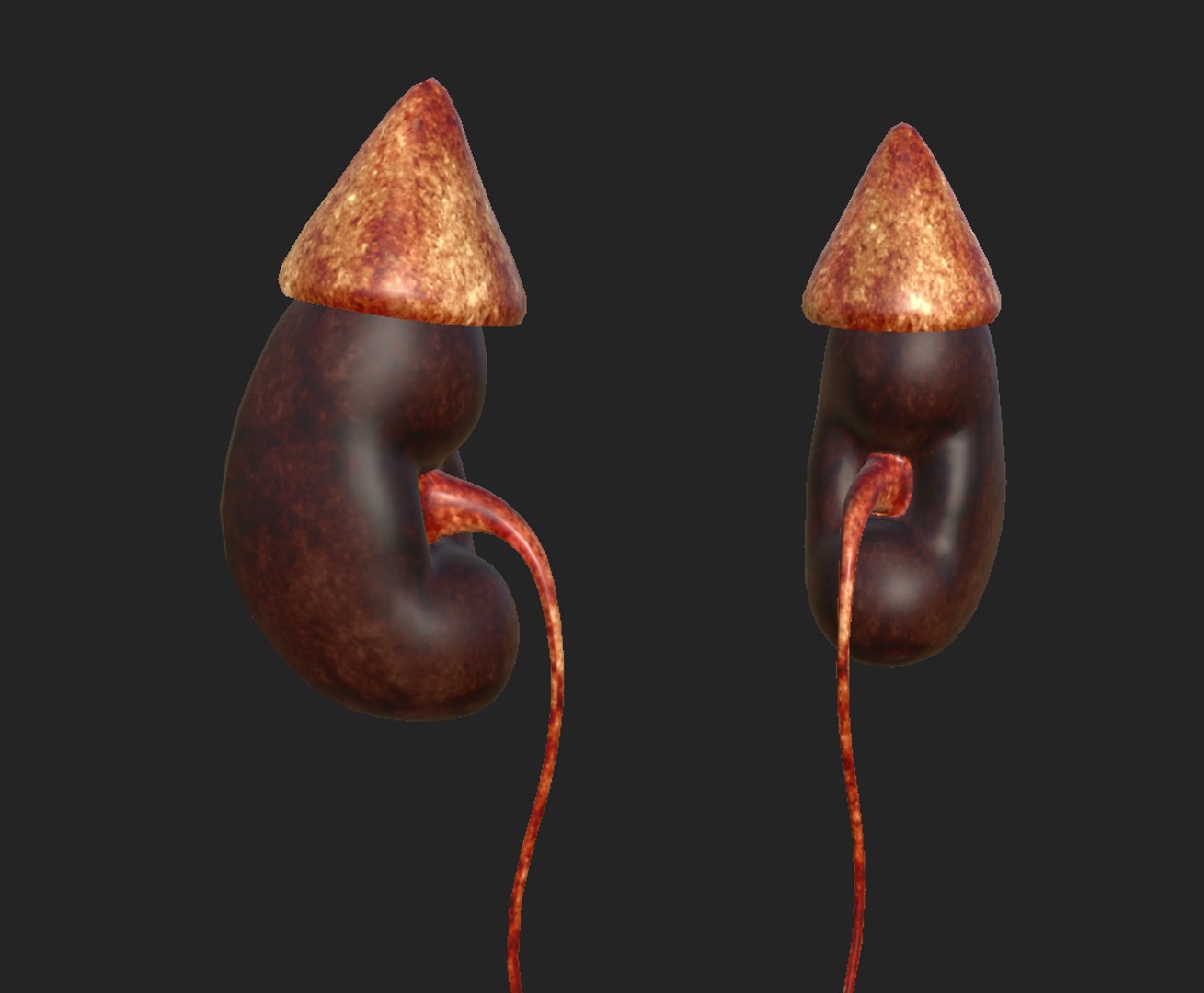 3D Male reproductive system model - TurboSquid 1830692