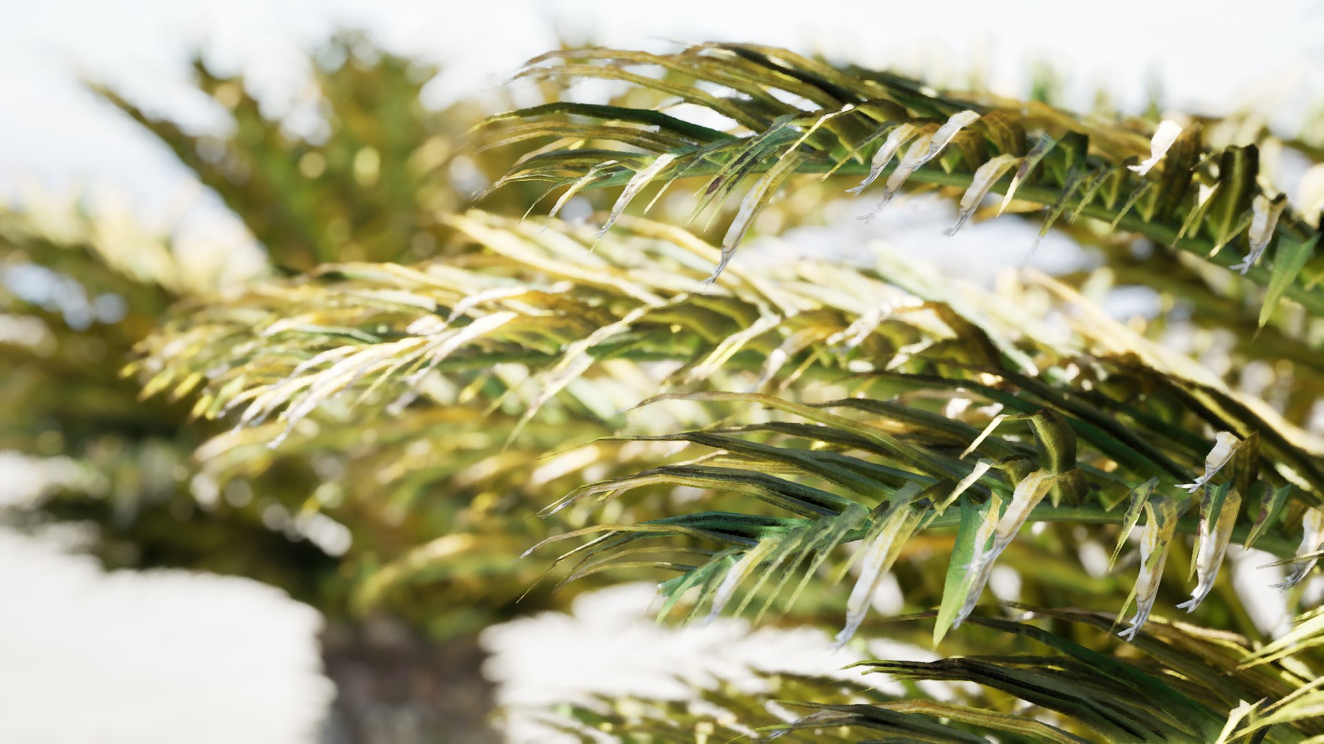 Outdoor Palms 3d Pack Collection Model - TurboSquid 2259214