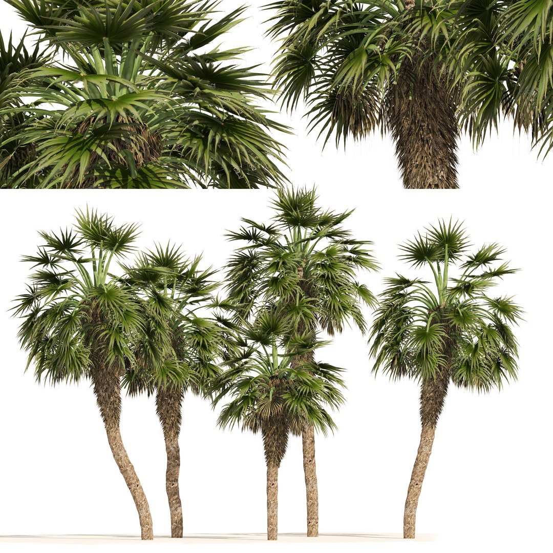 Outdoor Palms 3d Pack Collection Model - TurboSquid 2259214