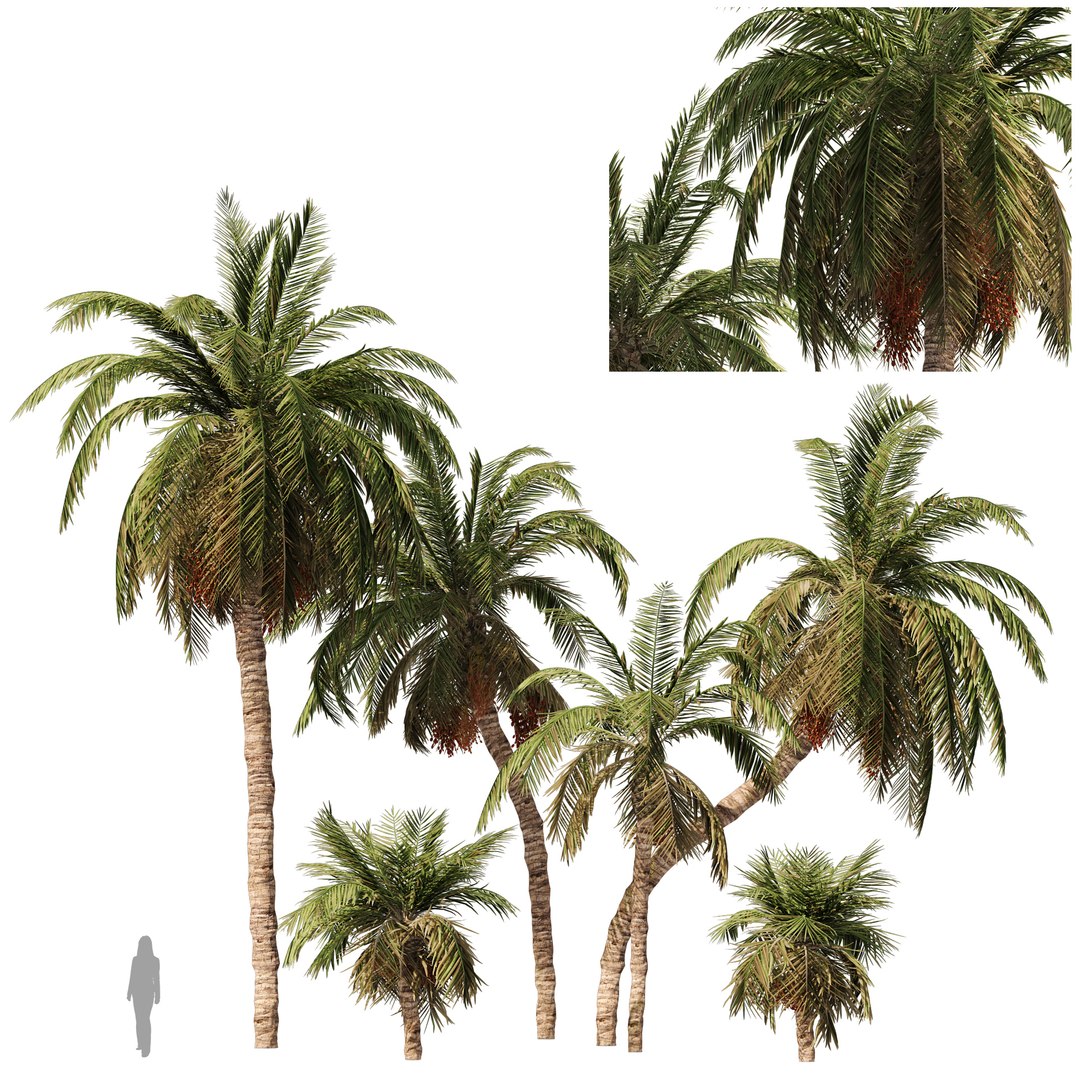 Outdoor Palms 3d Pack Collection Model - TurboSquid 2259214