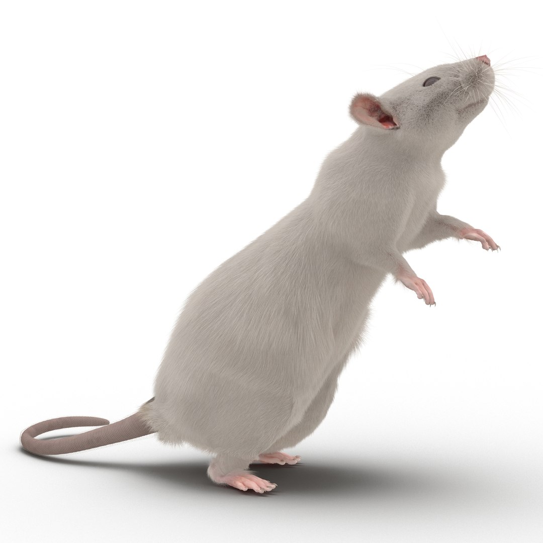 white rat pose 2 3d max