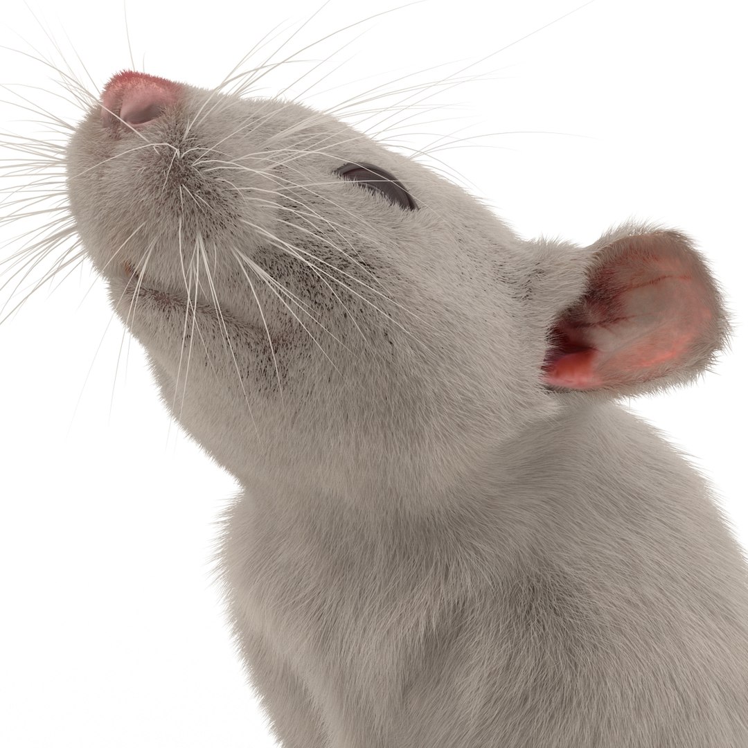 White Rat Pose 2 3d Max