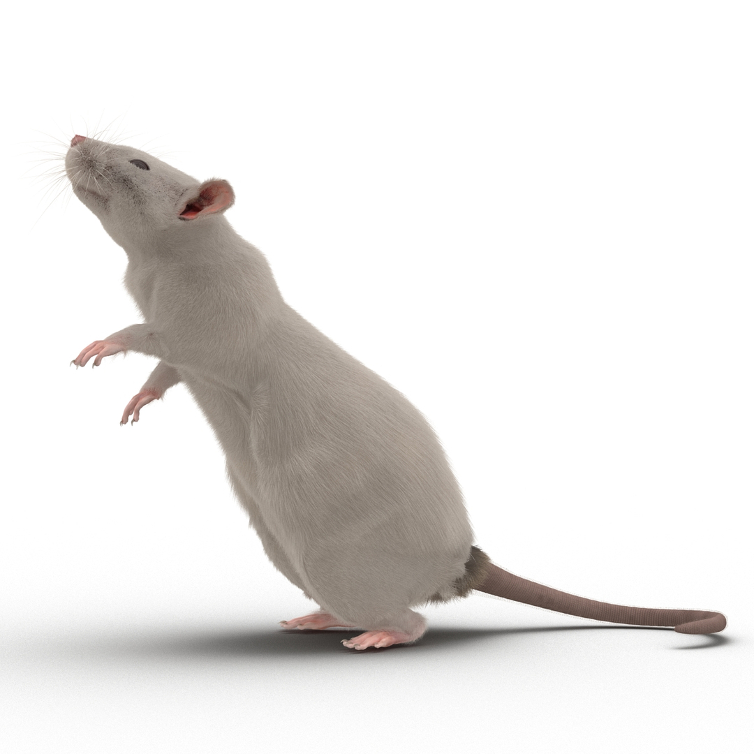 White Rat Pose 2 3d Max