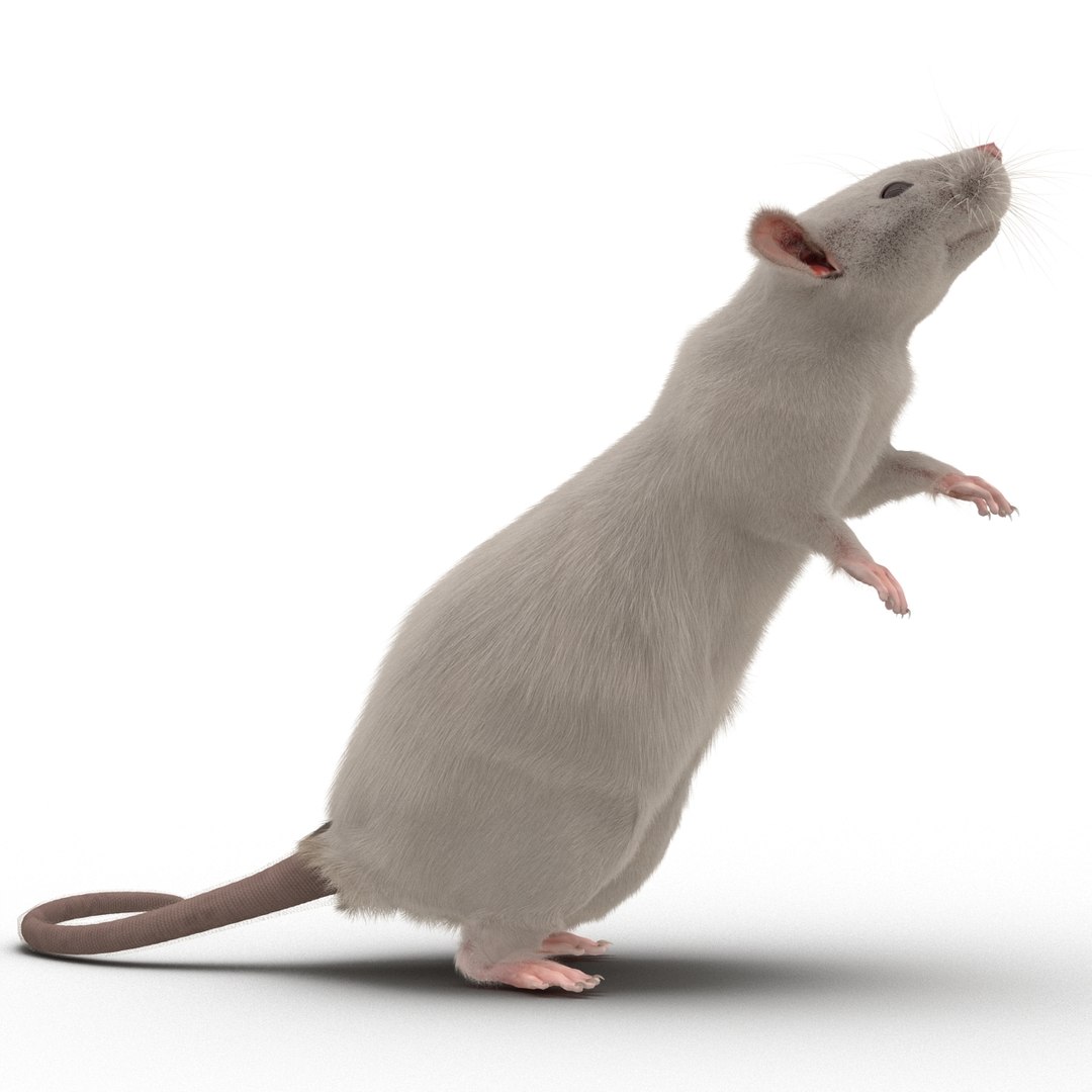 White Rat Pose 2 3d Max