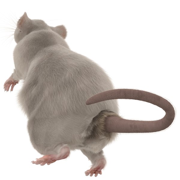 white rat pose 2 3d max