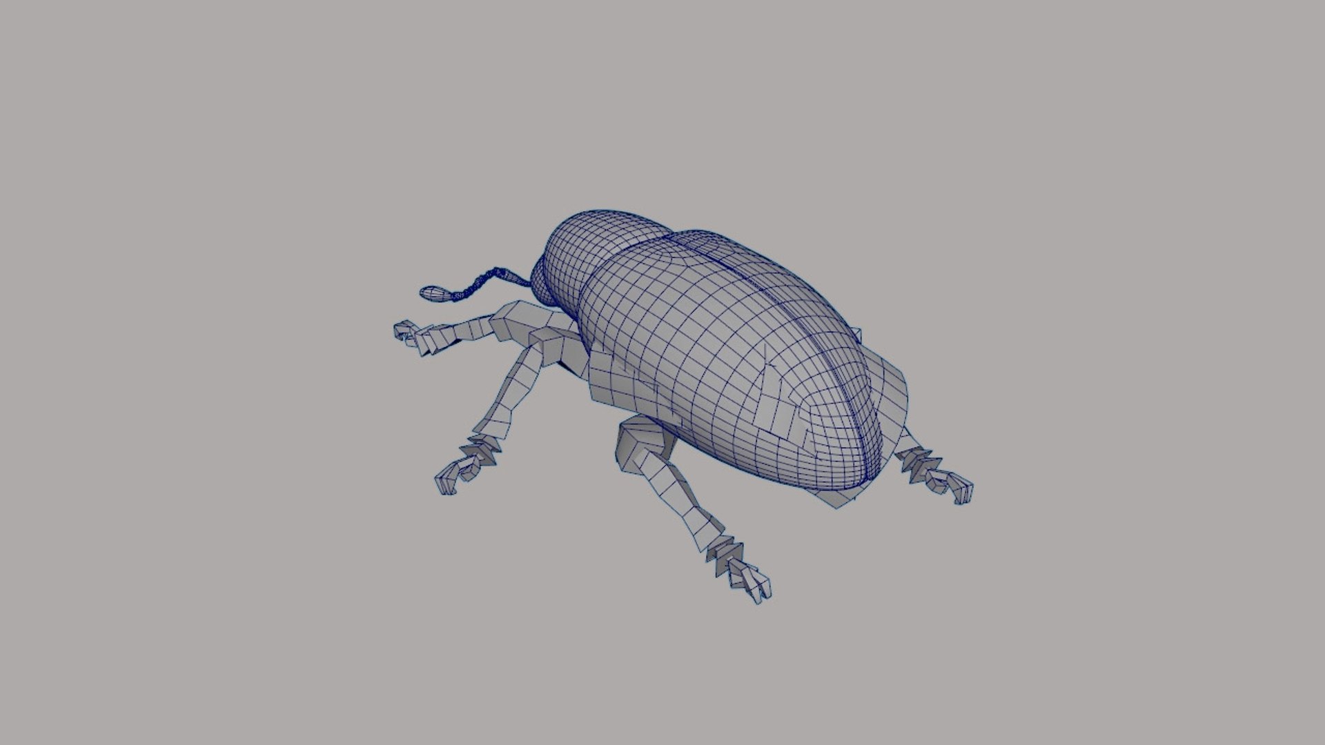3D Weevil Wings Animation - TurboSquid 1523781