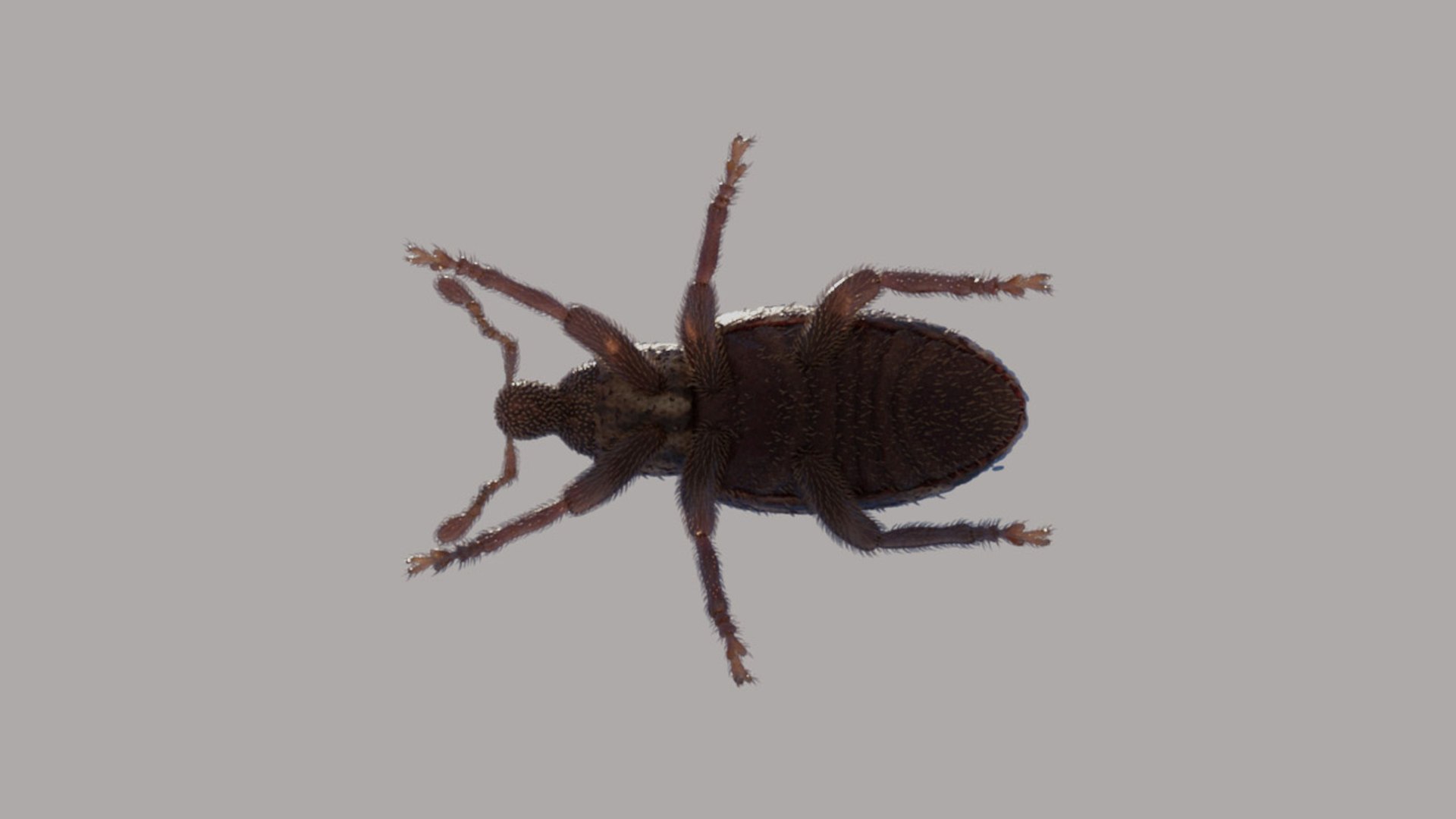 3D Weevil Wings Animation - TurboSquid 1523781