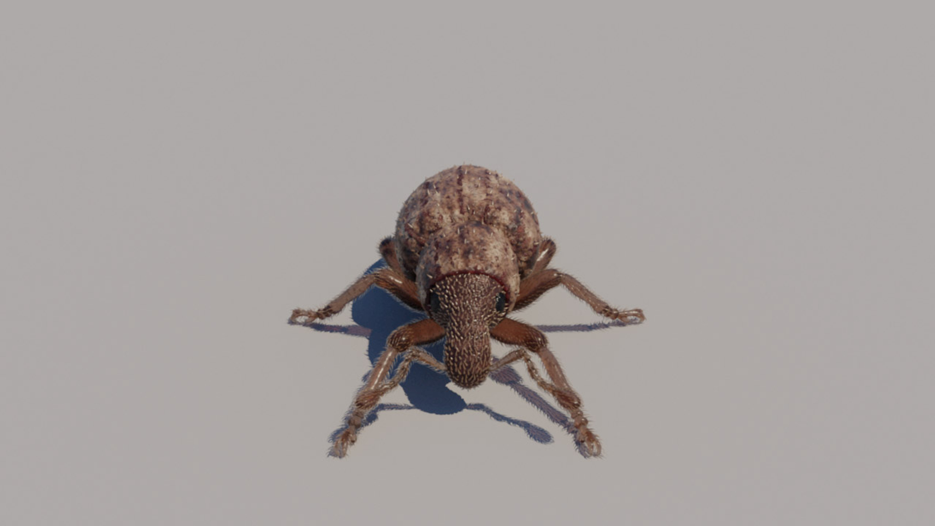 3D Weevil Wings Animation - TurboSquid 1523781