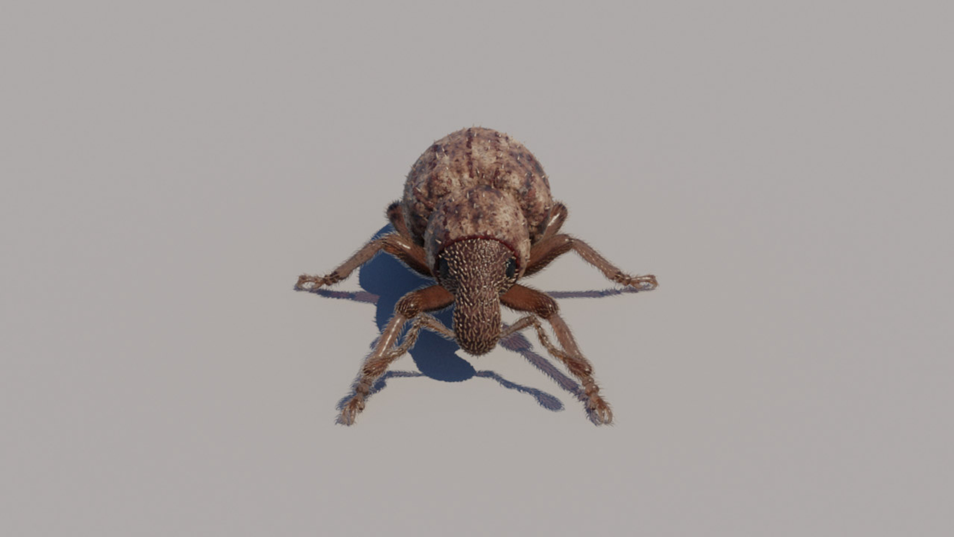 3D Weevil Wings Animation - TurboSquid 1523781