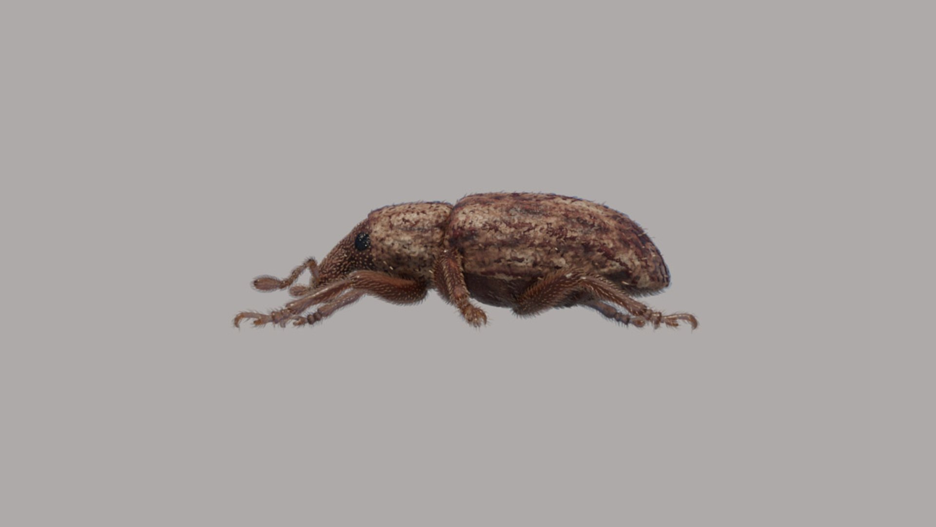 3D Weevil Wings Animation - TurboSquid 1523781