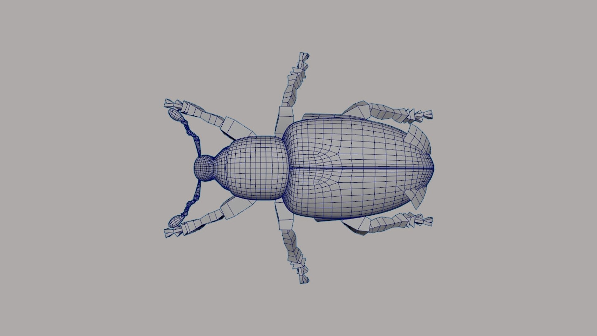 3D Weevil Wings Animation - TurboSquid 1523781