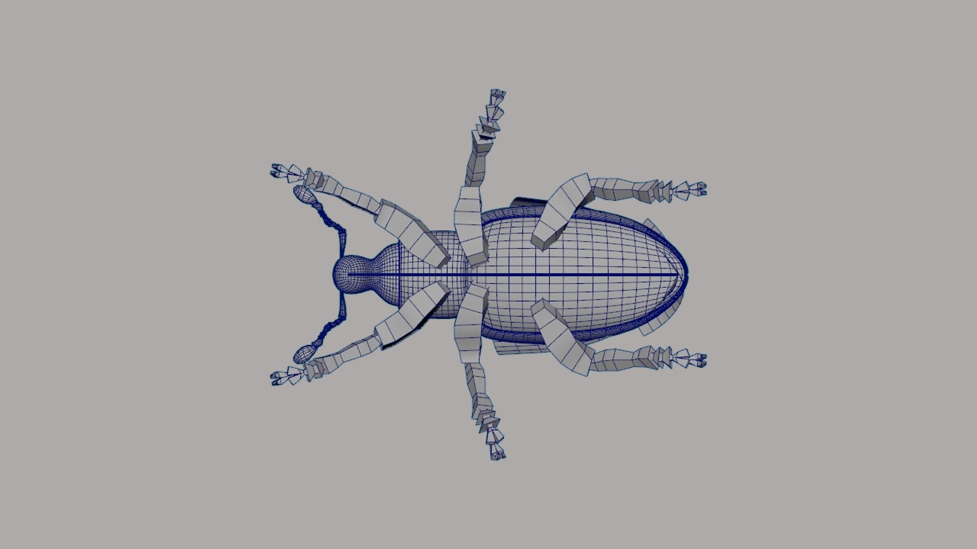 3D Weevil Wings Animation - TurboSquid 1523781