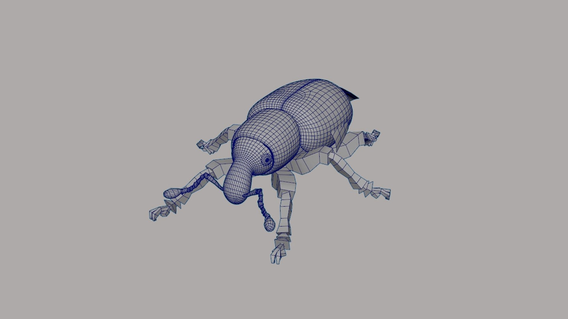 3D Weevil Wings Animation - TurboSquid 1523781