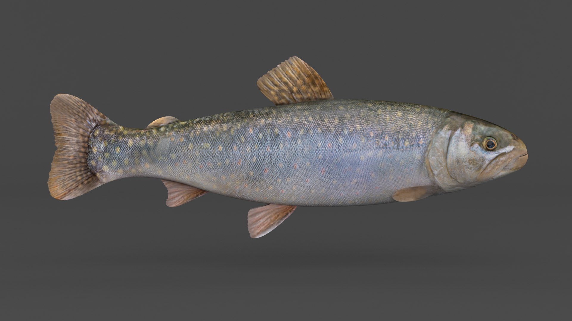 Char Fish 3D Model - TurboSquid 2077663